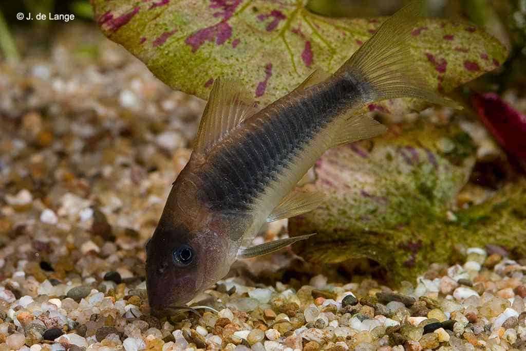 Osteogaster melanotaenia - Groengouden Corydoras - AquaInfo