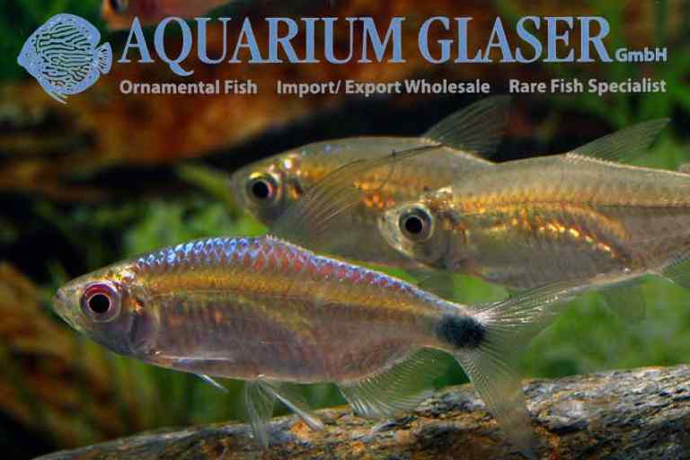 Lepidarchus adonis - AquaInfo